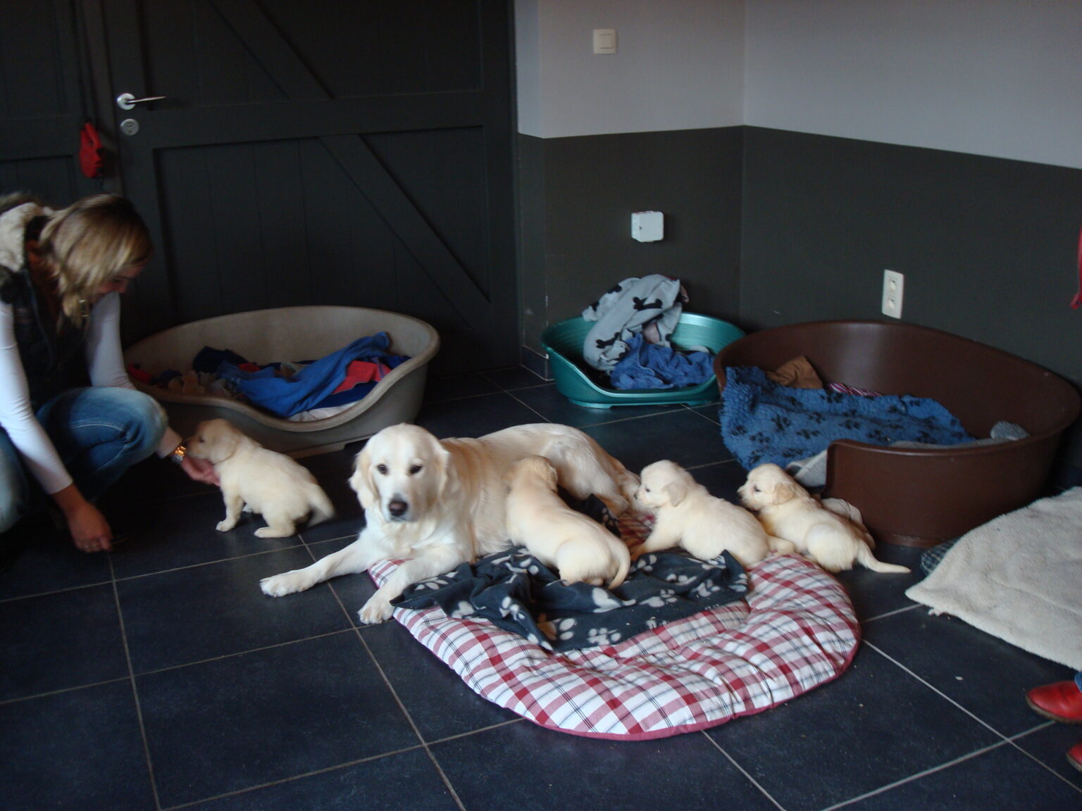 Nieuwe pups – Meerhof