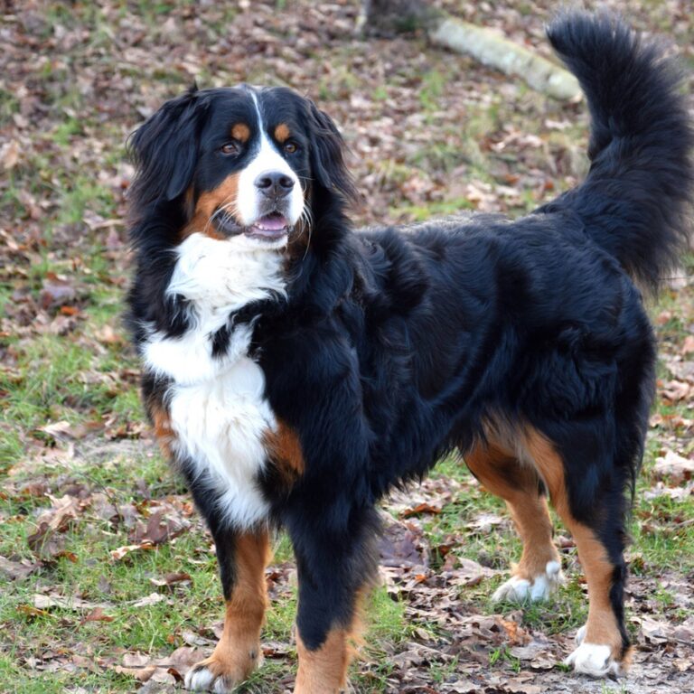 Berner Sennen – Meerhof