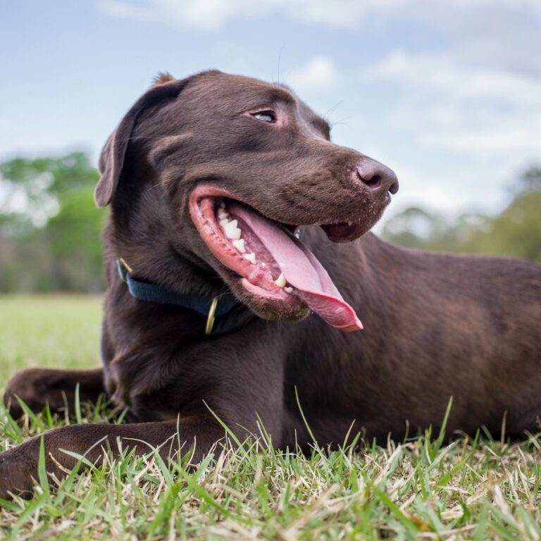 Labrador – Meerhof
