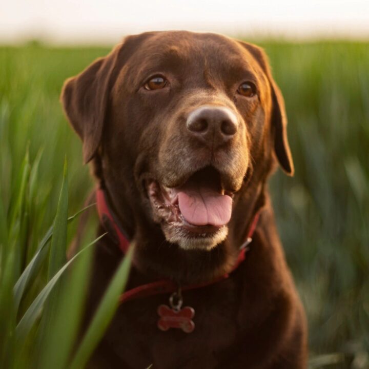 Onze rassen – Meerhof